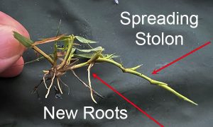 Zoysia Guide Home - Zoysia Lawn Guide